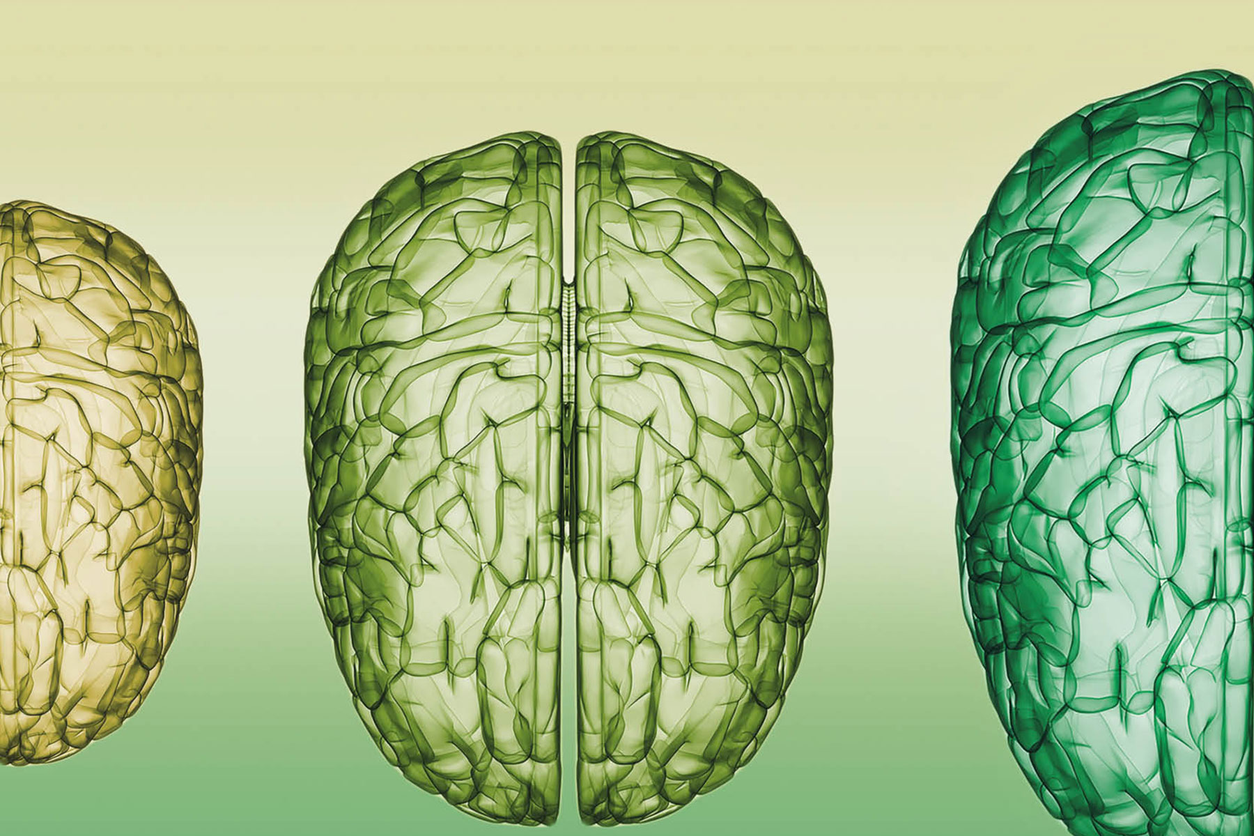 The Developing Brain in Health and Disease | Developmental Neuroscience ...