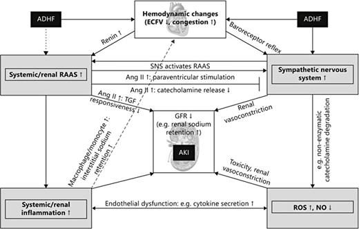Pathogenesis of Cardiorenal Syndrome Type 1 in Acute Decompensated ...