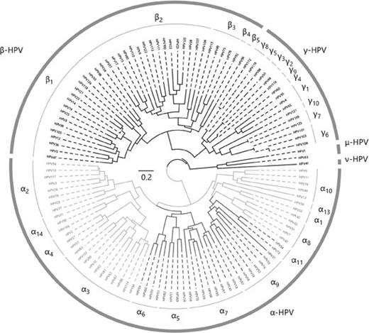 Human Papillomavirus Genomics: Past, Present and Future | Human ...