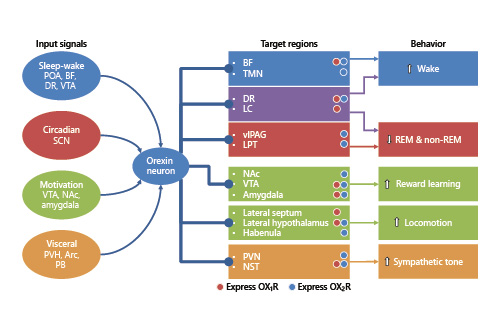 Sleep, Orexin and Cognition | The Orexin System. Basic Science and Role ...