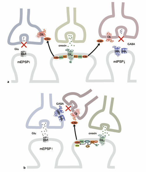 Cellular Signaling Mechanisms of Hypocretin/Orexin | The Orexin System ...