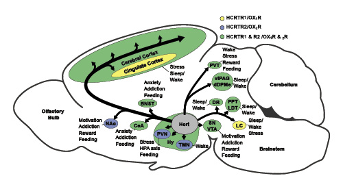 Hypocretin/Orexin Receptor Pharmacology and Sleep Phases | The Orexin ...