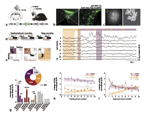 Sleep and Metabolism: Implication of Lateral Hypothalamic Neurons | The ...