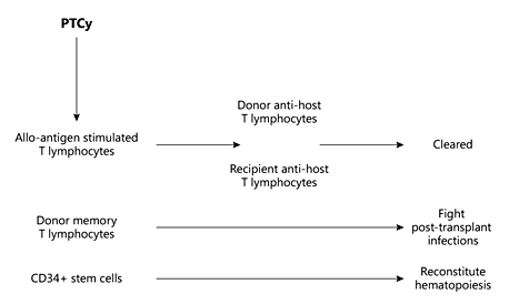 Haploidentical Donors: Can Faster Transplantation Be Life-Saving for ...