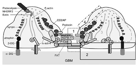 Podocyte Biology and the Emerging Understanding of Podocyte Diseases ...