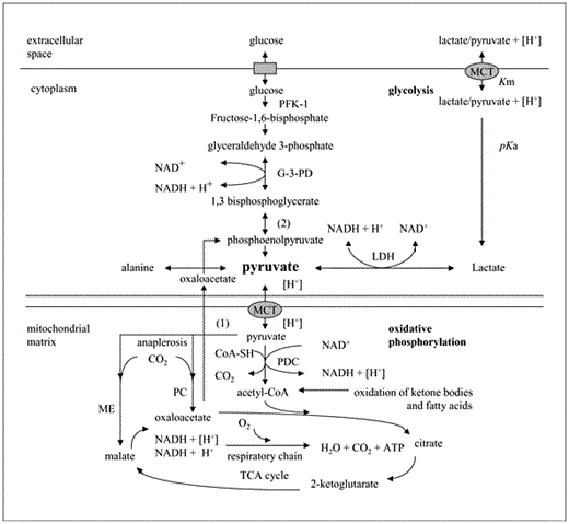 Pyruvate in the Correction of Intracellular Acidosis: A Metabolic Basis ...