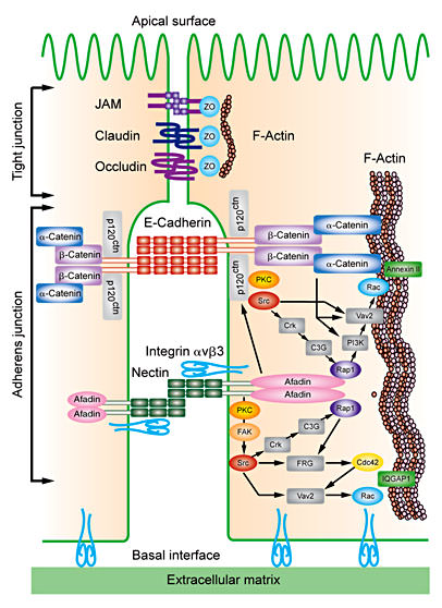 Nectin and Nectin-Like Molecules: Biology and Pathology | American ...