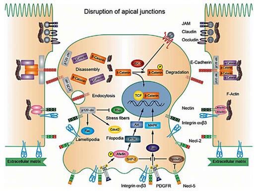 Nectin and Nectin-Like Molecules: Biology and Pathology | American ...