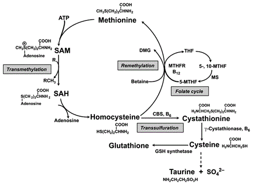 Mechanisms of Homocysteine-Induced Glomerular Injury and Sclerosis ...