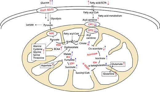 Metabolomics in Diabetic Kidney Disease: Unraveling the Biochemistry of ...