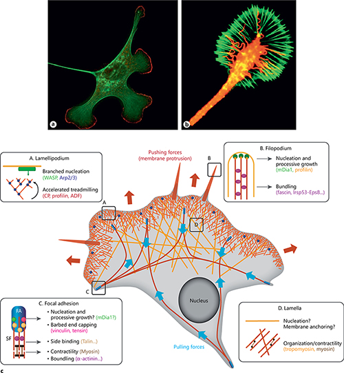 A Review of Podocyte Biology | American Journal of Nephrology | Karger ...