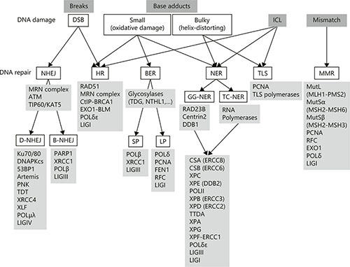 DNA Damage Repair and DNA Methylation in the Kidney | American Journal ...