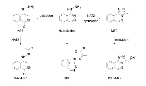 Genotype-Guided Hydralazine Therapy | American Journal of Nephrology ...