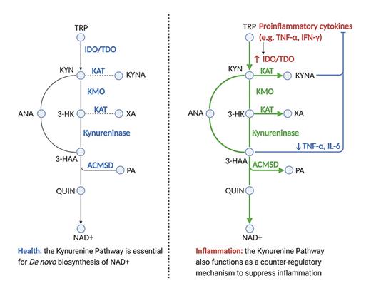 The Kynurenine Pathway in Acute Kidney Injury and Chronic Kidney ...