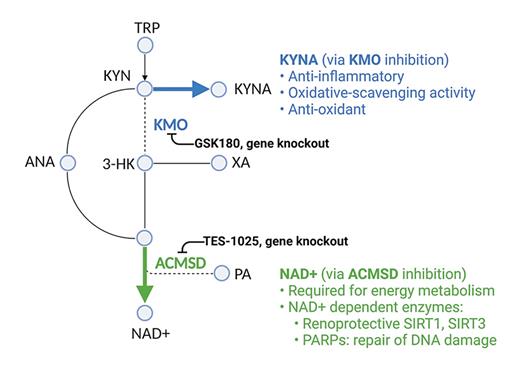 The Kynurenine Pathway in Acute Kidney Injury and Chronic Kidney ...
