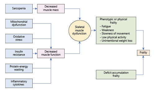 Metabolic Basis and Pathogenesis of Skeletal Muscle Dysfunction as ...