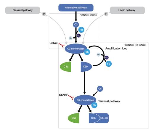 Baseline Clinical Characteristics and Complement Biomarkers of Patients ...