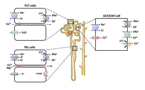 Renal Mechanisms for Hypercalciuria Induced by Metabolic Acidosis ...