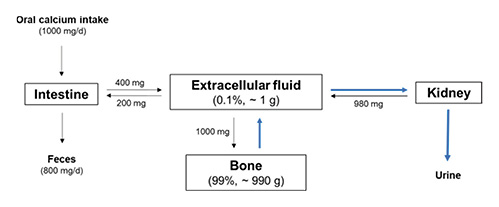 Renal Mechanisms for Hypercalciuria Induced by Metabolic Acidosis ...