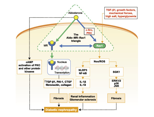 Mineralocorticoid Receptor-Associated Mechanisms in Diabetic Kidney ...