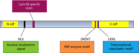 Lipin Family Proteins - Key Regulators in Lipid Metabolism | Annals of ...