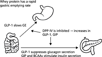 Insulinotropic Effects of Whey: Mechanisms of Action, Recent Clinical ...