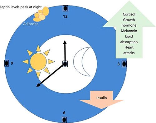 Effect of Circadian Rhythm on Metabolic Processes and the Regulation of ...