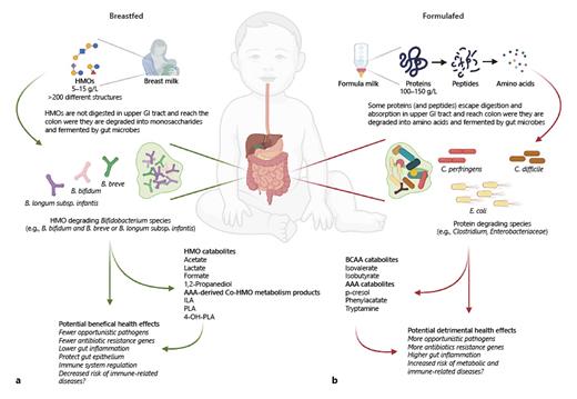 Gut Microbiota Development: Influence of Diet from Infancy to ...