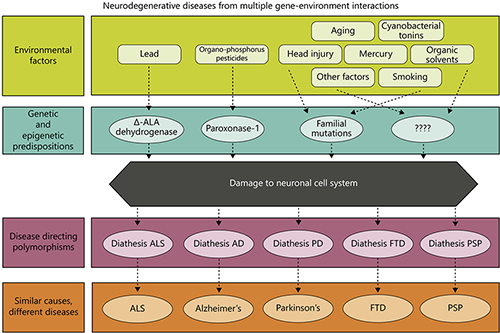 Gene-Environment-Time Interactions in Neurodegenerative Diseases ...