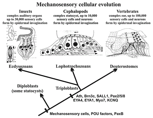 Keeping Sensory Cells and Evolving Neurons to Connect Them to the Brain ...