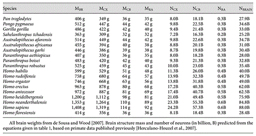 Gorilla and Orangutan Brains Conform to the Primate Cellular Scaling ...