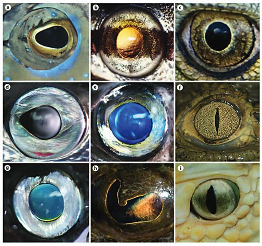 The Retinal Wholemount Technique: A Window to Understanding the Brain ...