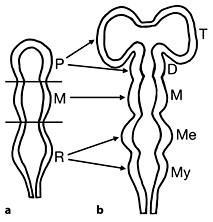 The Primary Brain Vesicles Revisited: Are the Three Primary Vesicles ...
