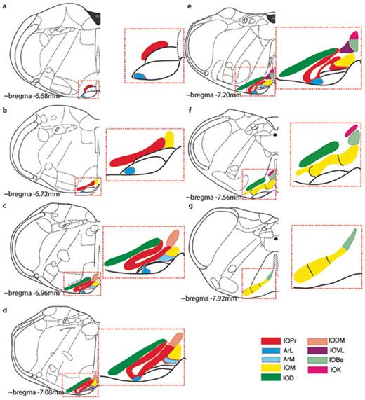 The Arcuate Nucleus of the C57BL/6J Mouse Hindbrain Is a Displaced Part ...