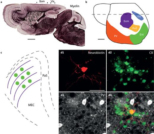 Even the Smallest Mammalian Brain Has Yet to Reveal Its Secrets | Brain ...
