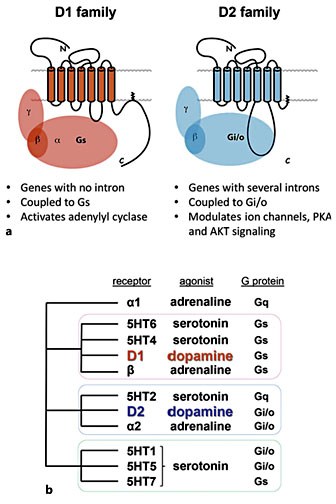 Classification of Dopamine Receptor Genes in Vertebrates: Nine Subtypes ...