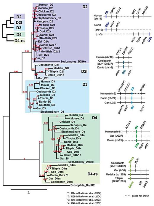 Classification of Dopamine Receptor Genes in Vertebrates: Nine Subtypes ...