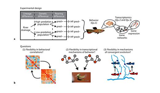 Flexibility And Constraint In The Evolution Of Gene Expression And