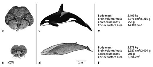 Comparison of Dolphins' Body and Brain Measurements with Four Other ...