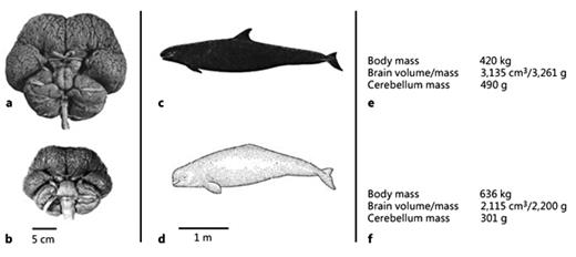 Comparison of Dolphins' Body and Brain Measurements with Four Other ...