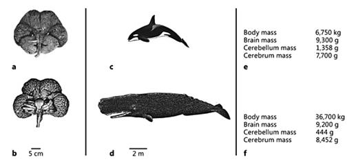 Comparison of Dolphins' Body and Brain Measurements with Four Other ...
