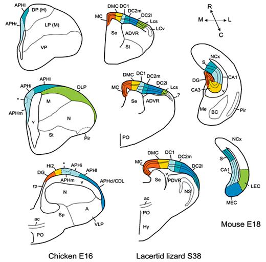 Contribution of Genoarchitecture to Understanding Hippocampal Evolution ...