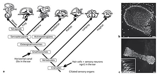 Sensing External and Self-Motion with Hair Cells: A Comparison of the ...