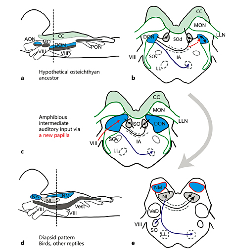 Evolution of Sound Source Localization Circuits in the Nonmammalian ...