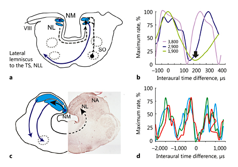 Evolution of Sound Source Localization Circuits in the Nonmammalian ...