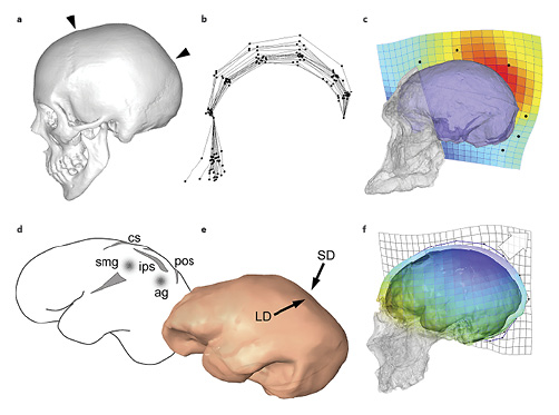 Human Paleoneurology and the Evolution of the Parietal Cortex | Brain ...