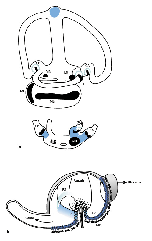 Evolution of Endolymph Secretion and Endolymphatic Potential Generation ...