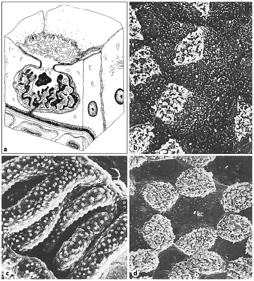 Evolution of Endolymph Secretion and Endolymphatic Potential Generation ...