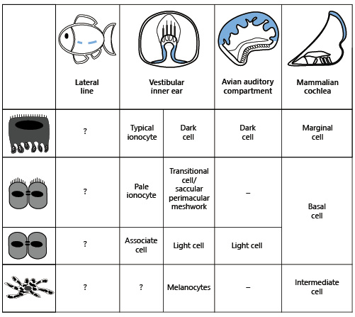 Evolution of Endolymph Secretion and Endolymphatic Potential Generation ...