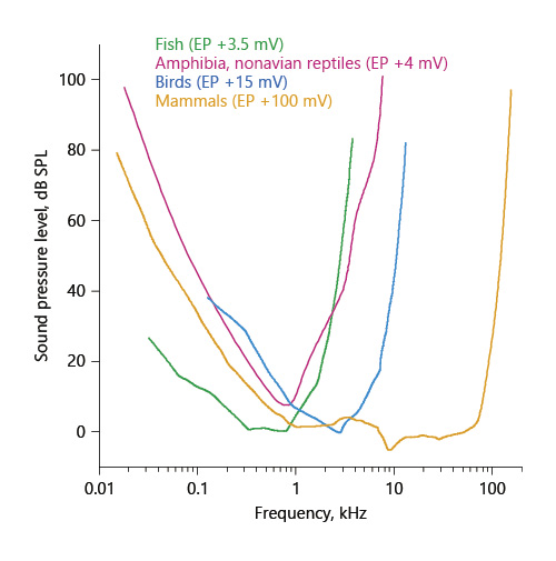 Evolution of Endolymph Secretion and Endolymphatic Potential Generation ...